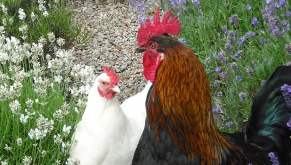 Chicken Behaviour and Welfare - The University of Edinburgh
