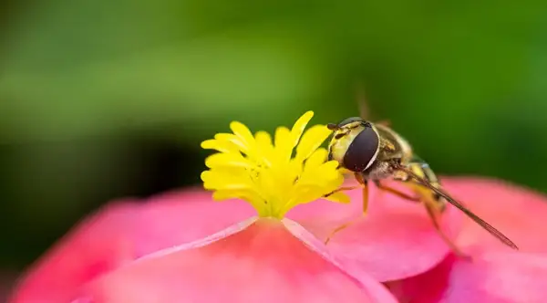 Intro to Macro Photography - Peltier Photo Courses