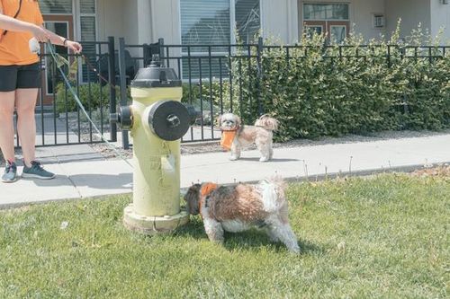 Affordable Dog Walkers | Insured, GPS-Tracked, Private