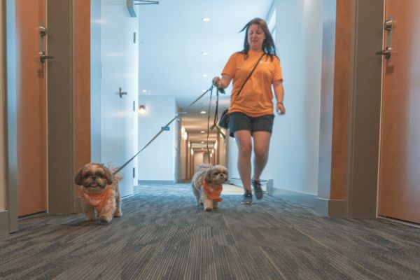 Affordable Dog Walkers | Insured, GPS-Tracked, Private