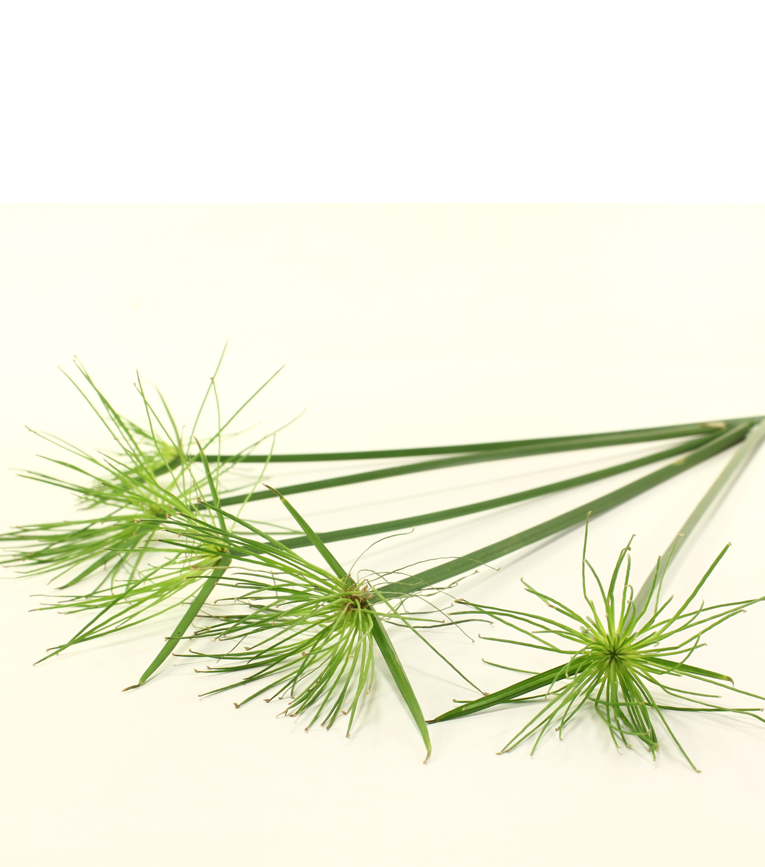 Papyrus (Paper Reed) - Derek Garden Centre Malta