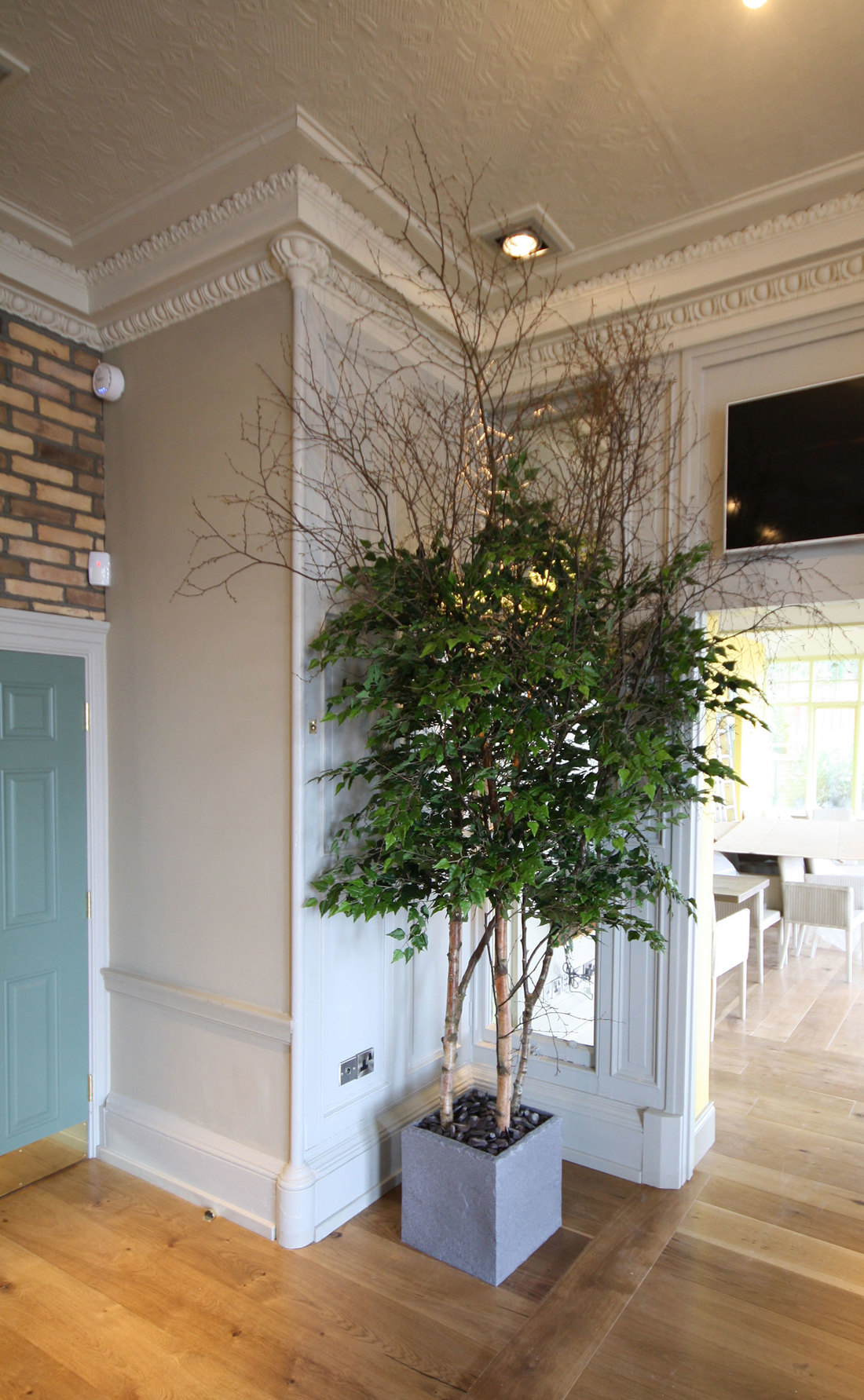 Bespoke Preserved Wispy Silver Birch Tree - Design Example