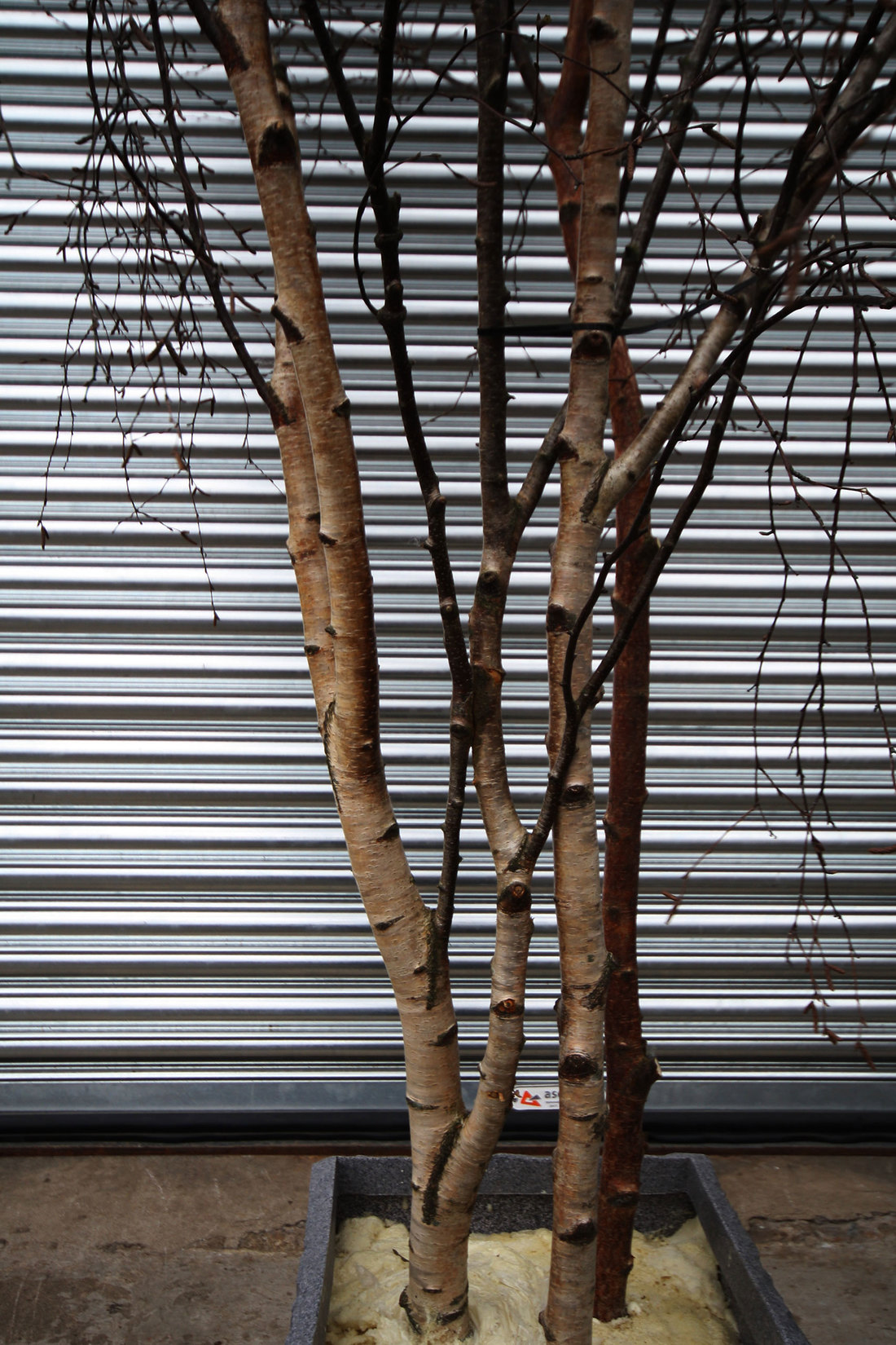 Bespoke Preserved Wispy Silver Birch Tree - Design Example