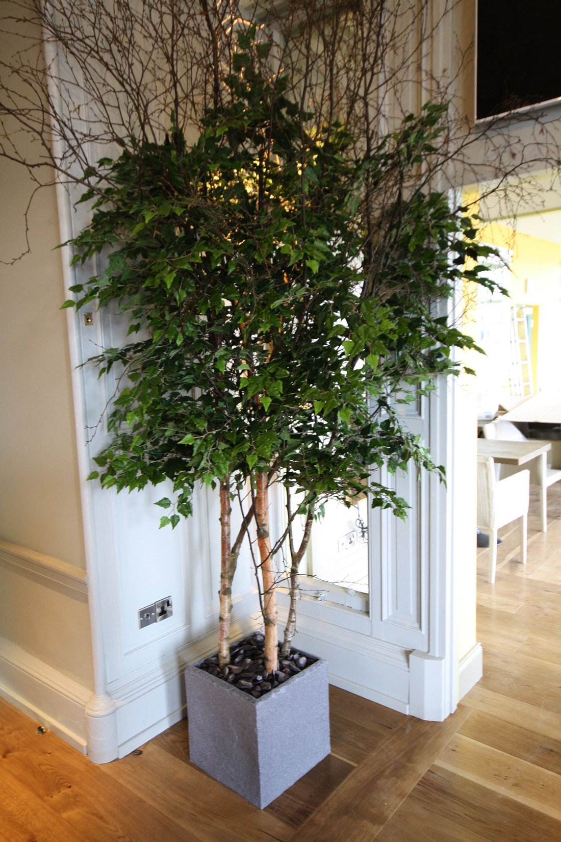 Bespoke Preserved Wispy Silver Birch Tree - Design Example