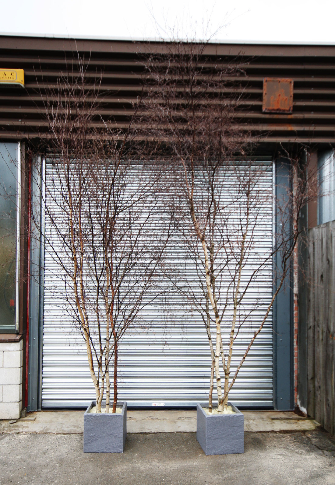 Bespoke Preserved Wispy Silver Birch Tree - Design Example