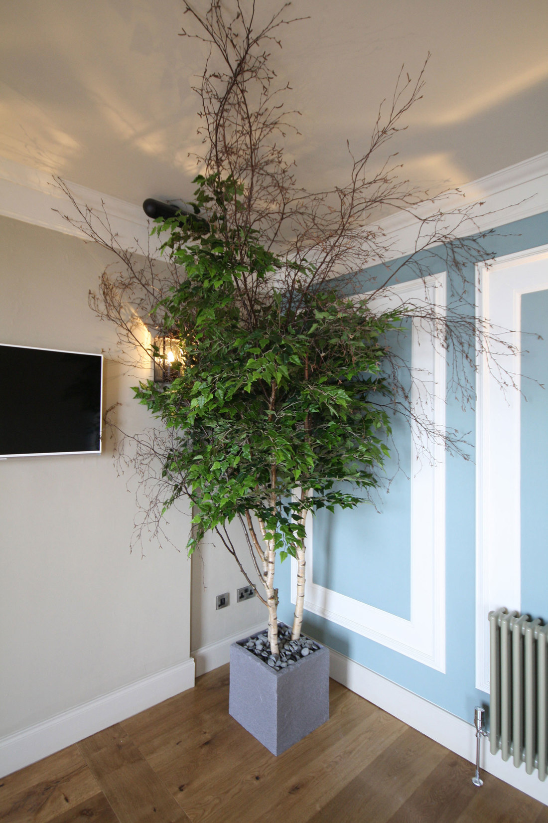 Bespoke Preserved Wispy Silver Birch Tree - Design Example