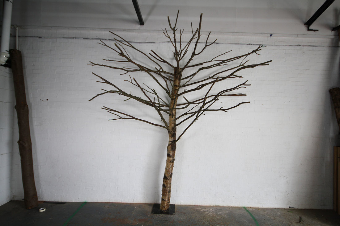 Bespoke Preserved Bare Birch Trees - Design Example