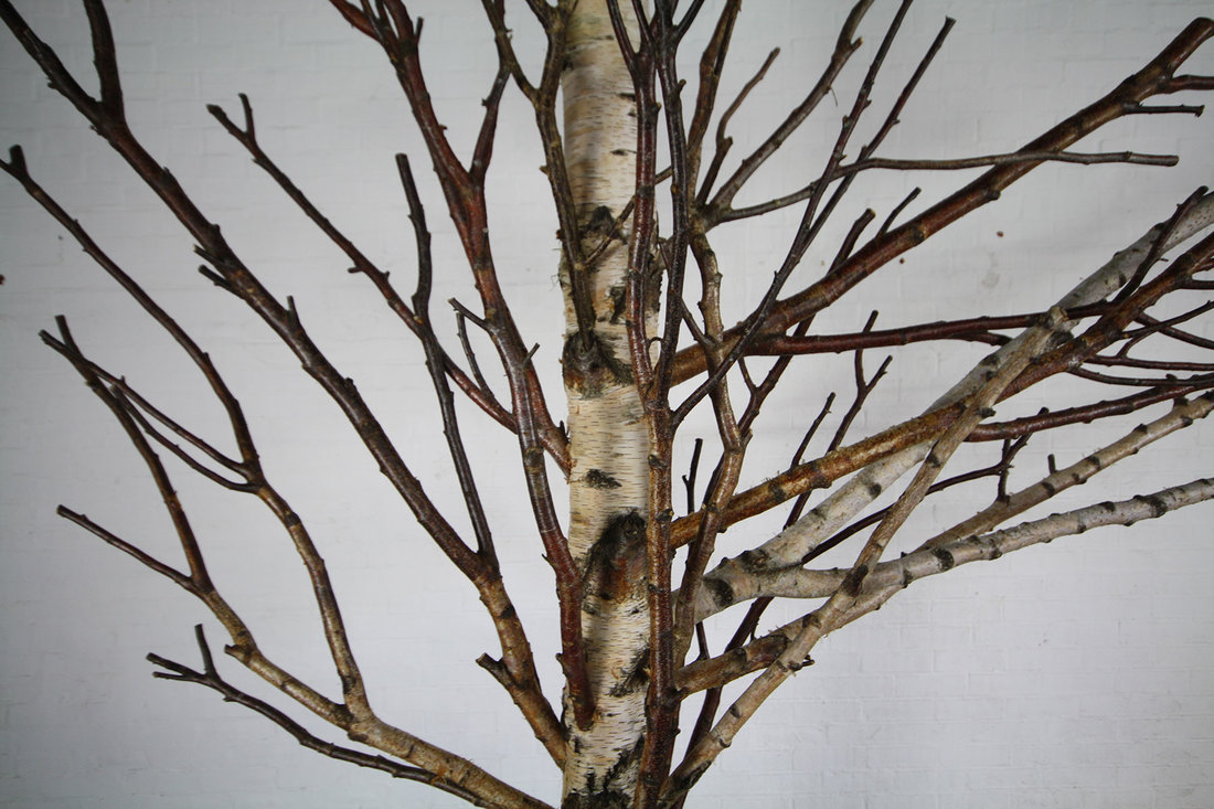 Bespoke Preserved Bare Birch Trees - Design Example