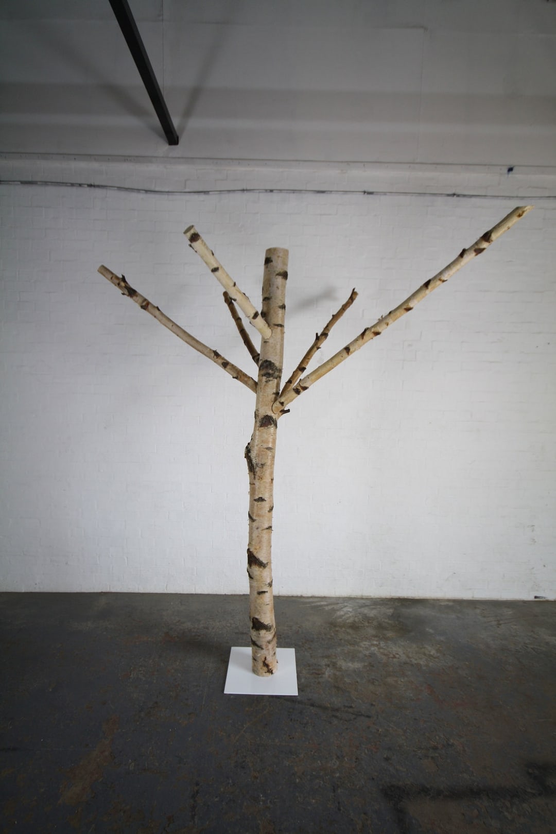Bespoke Preserved Bare Birch Trees - Design Example