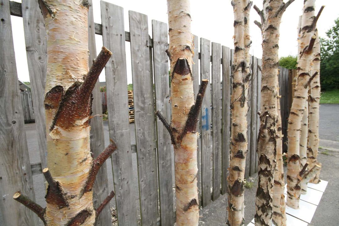 Bespoke Preserved Birch Poles - Design Example