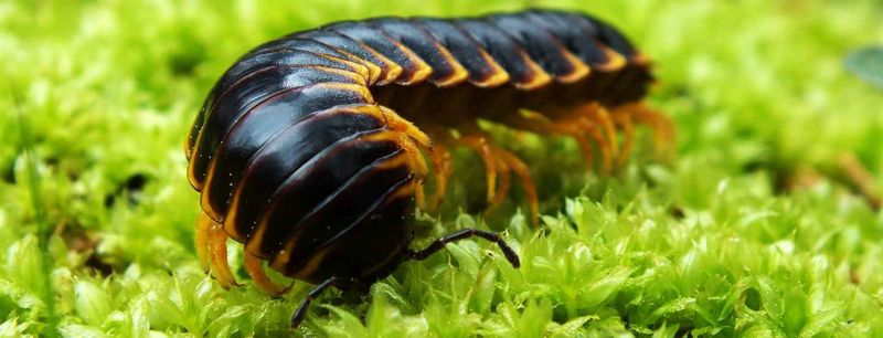 What are Millipedes? | Alta Pest Control