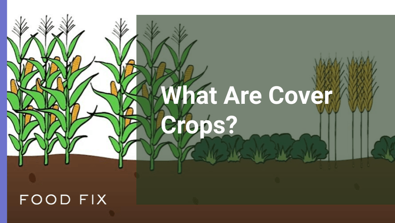 Educational Videos | The Food Fix Campaign