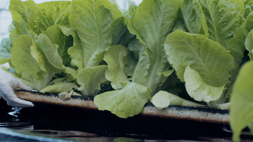 Pontus Protein Ltd.: Sustainable Plant-Based Protein