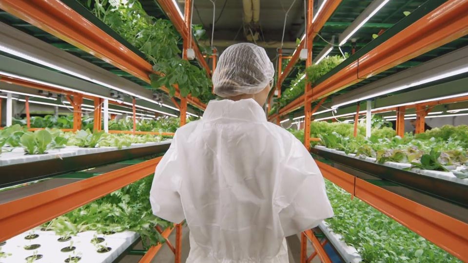 Pontus Protein: Pure Plant-Based Protein