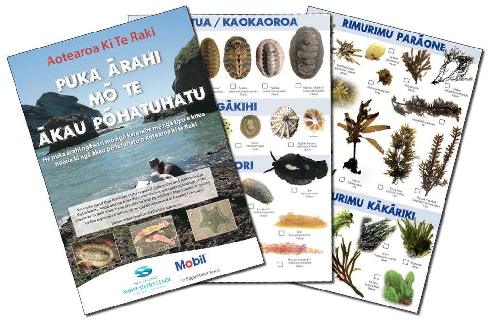 Seashore ID Guides and Activity Books | Resources by NZAEE