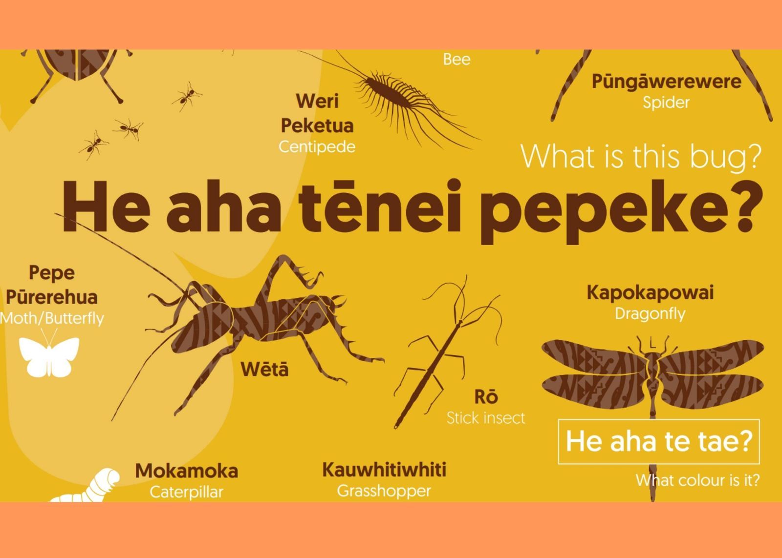 He aha tēnei Pepeke? | Resources by NZAEE