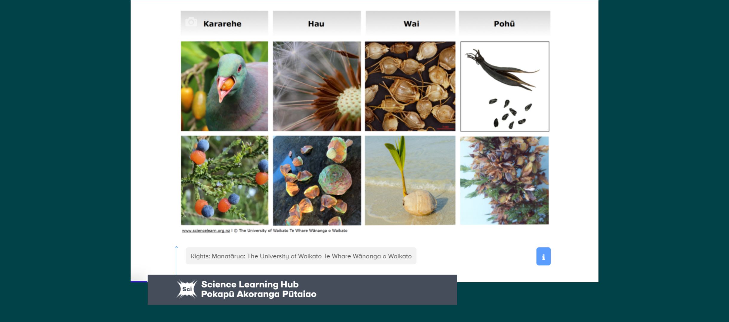 Ngā Rākau | Trees bilingual unit | Resources by NZAEE