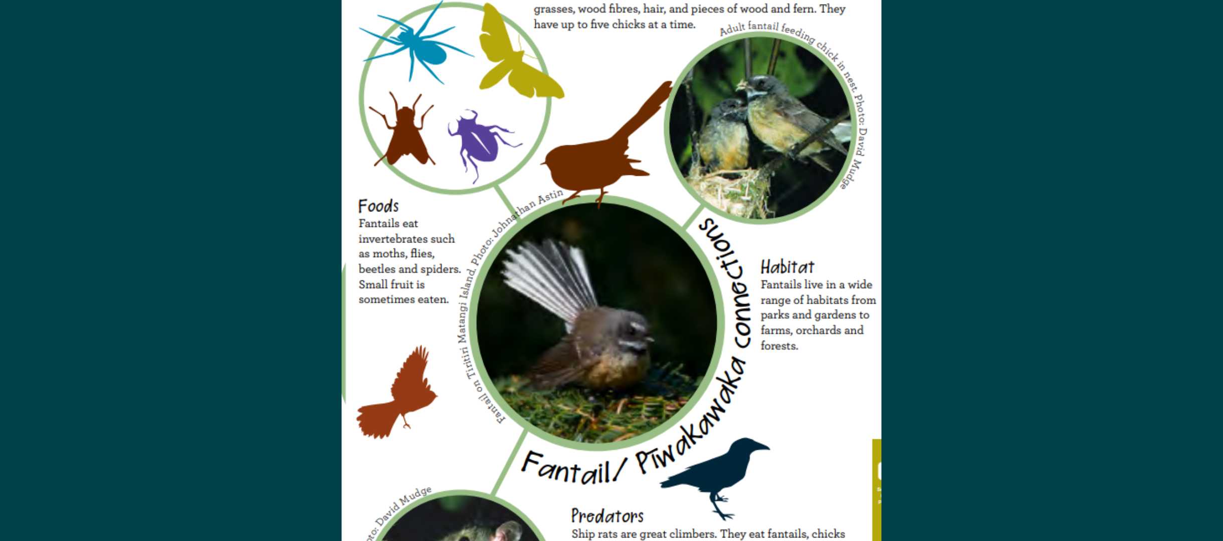 Enhancing Biodiversity in Greenspaces | Resources by NZAEE