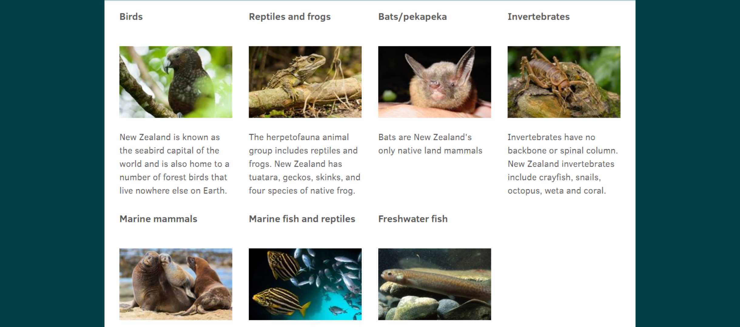 Native Animals | Resources by NZAEE