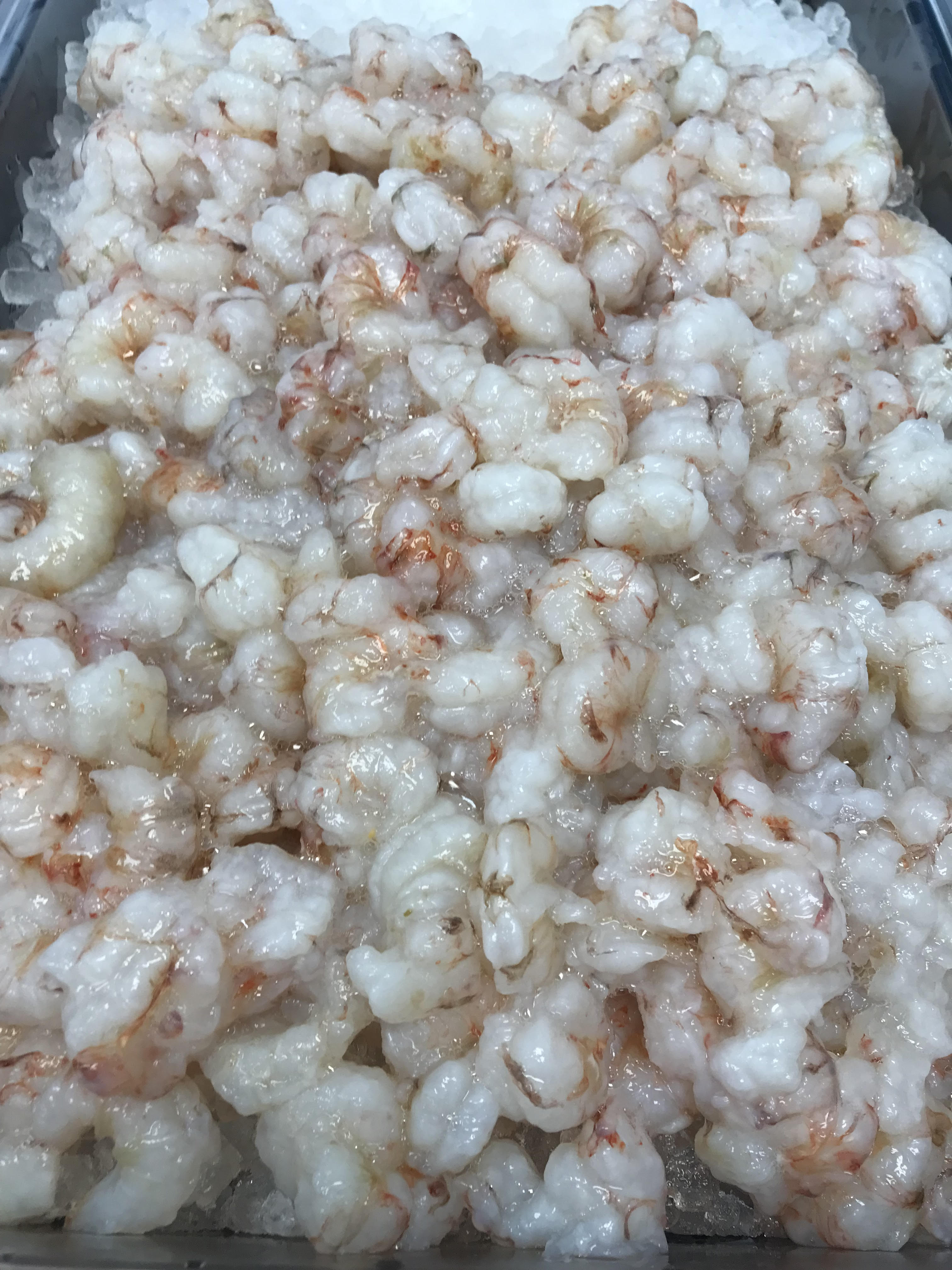 Where To Purchase Rock Shrimp