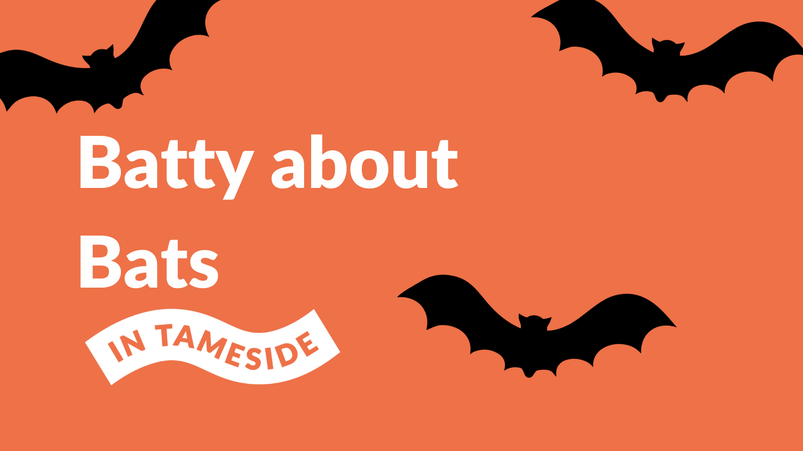 Tameside - News & Views - Batty about bats? Spooky season comes to ...