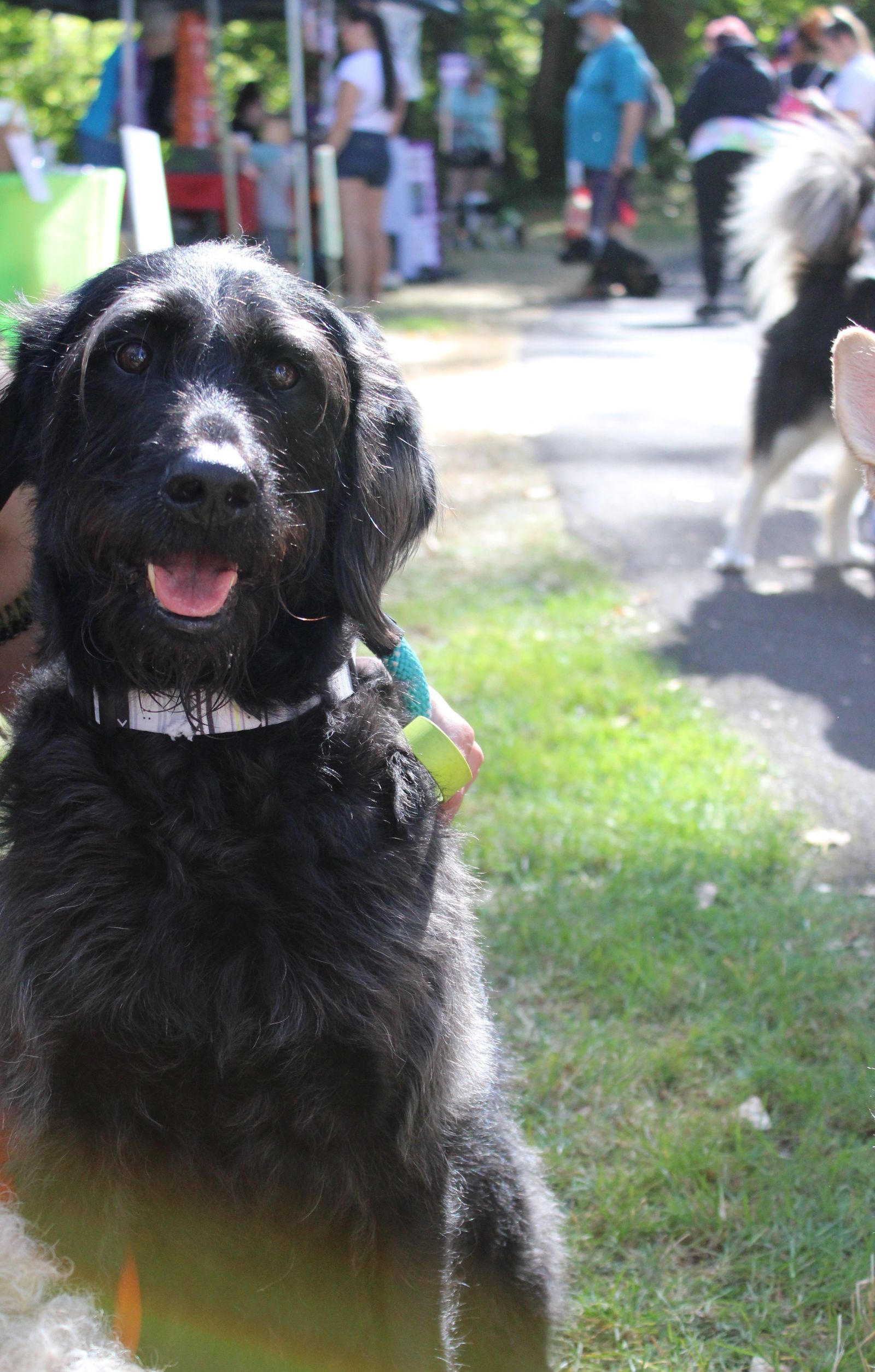 Walk-n-Wag: Annual Event to Support WVH