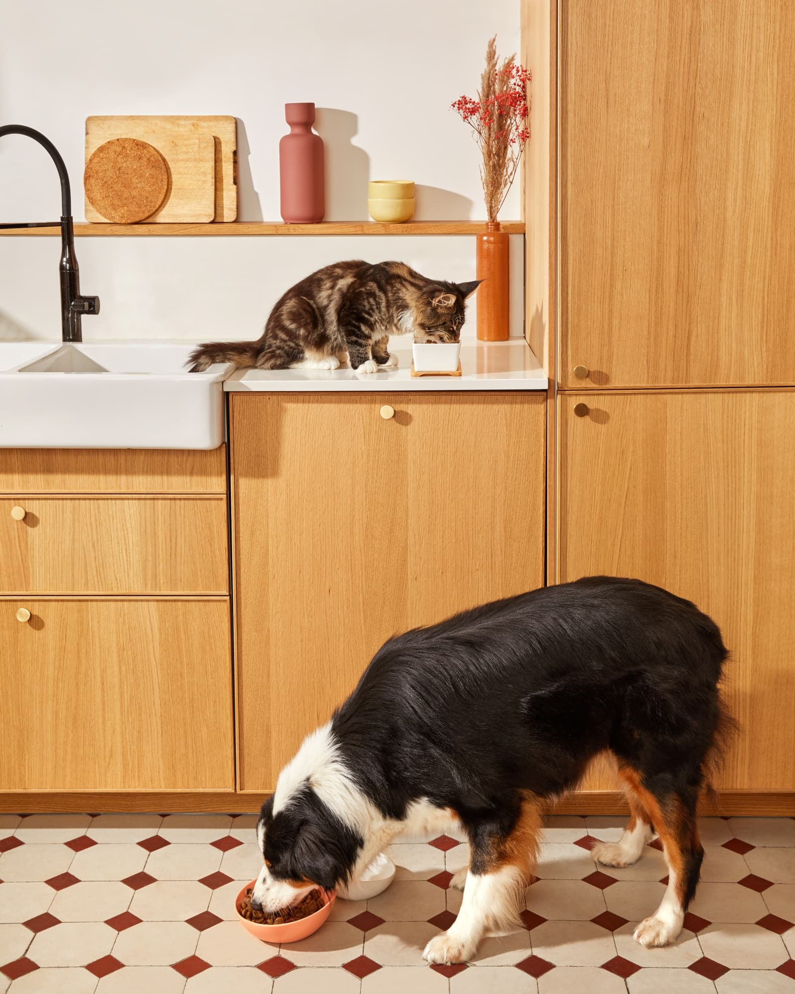 Japhy - Alimentation sur-mesure pour chiens et chats