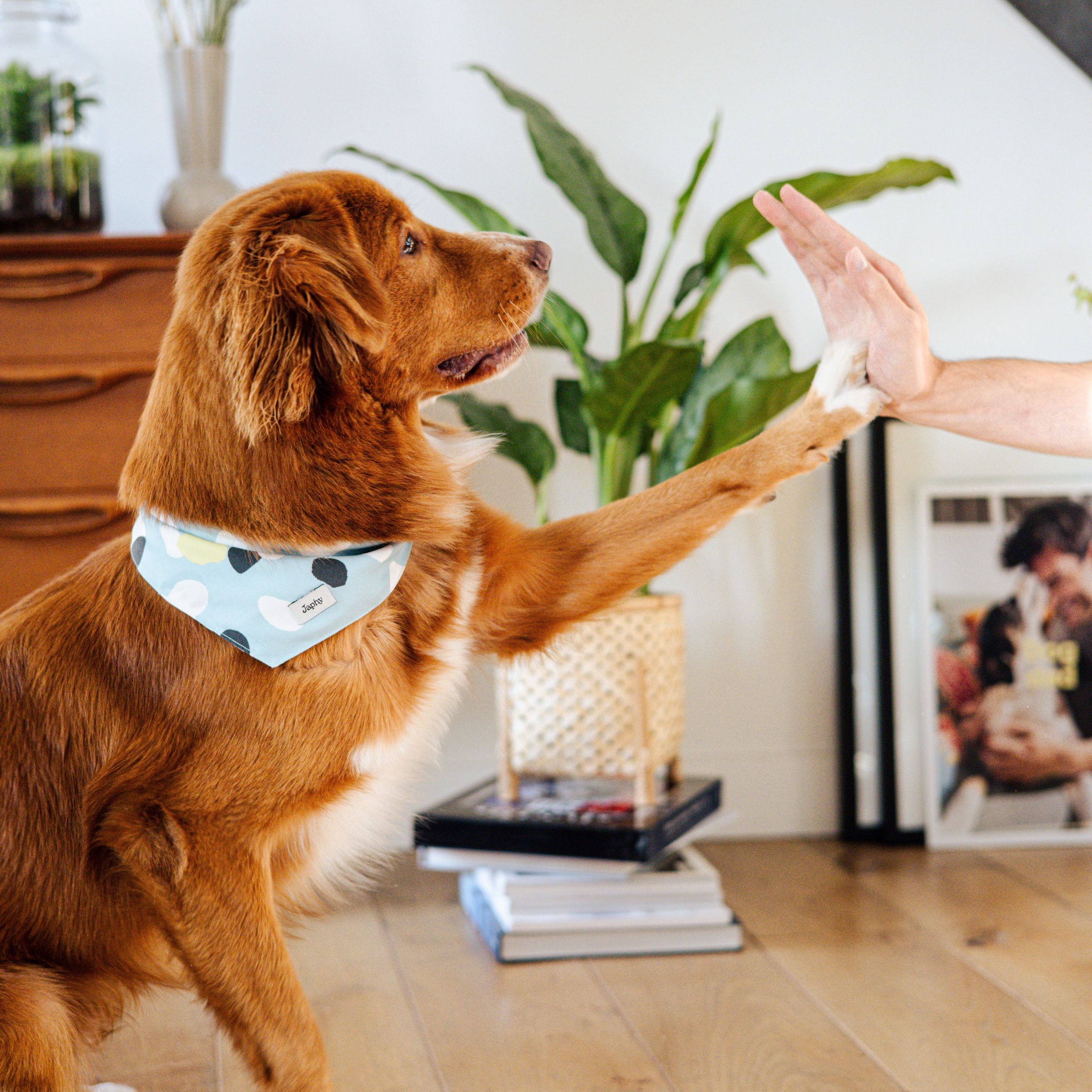 Japhy - Alimentation sur-mesure pour chiens et chats