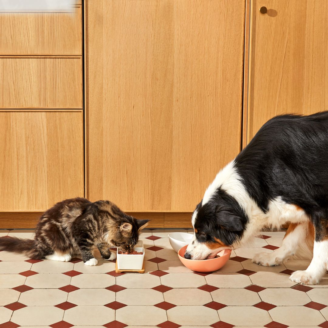 Japhy - Alimentation sur-mesure pour chiens et chats