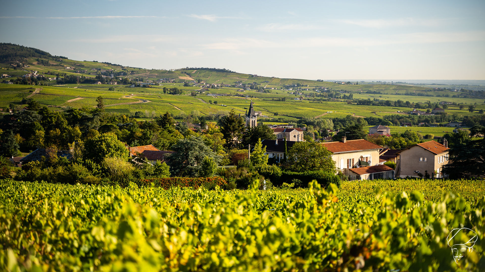 Marcel Lapierre | Burgundy Wine Collection
