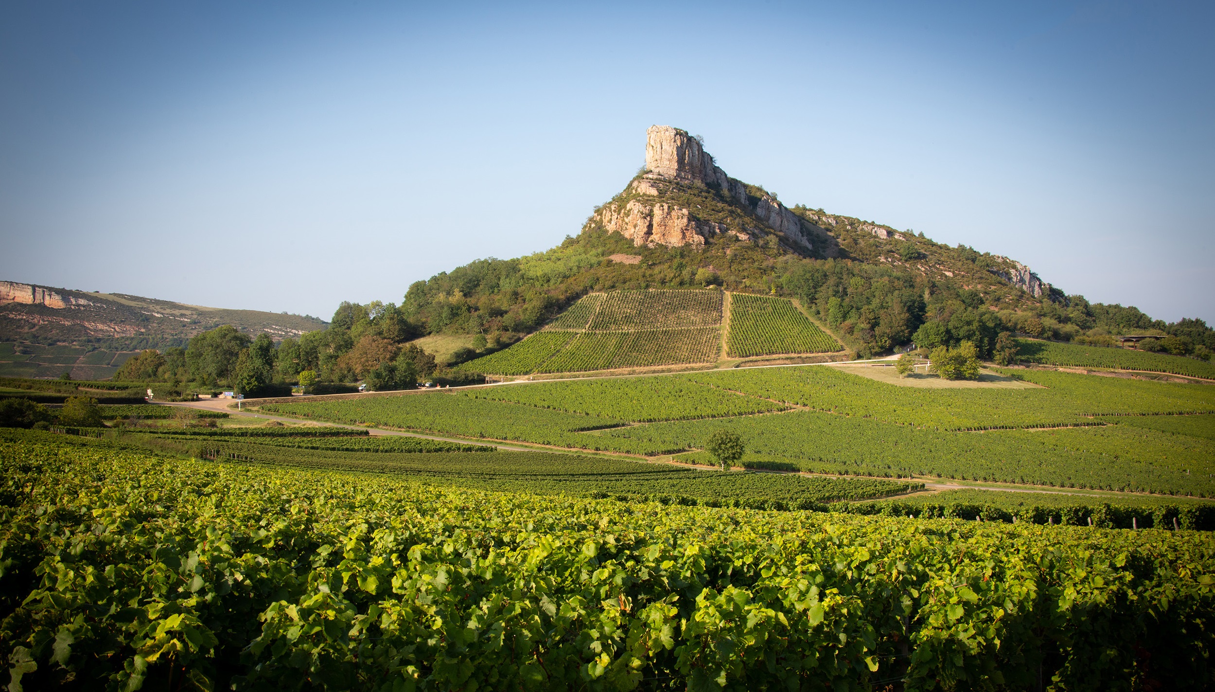 Dominique Cornin | Burgundy Wine Collection