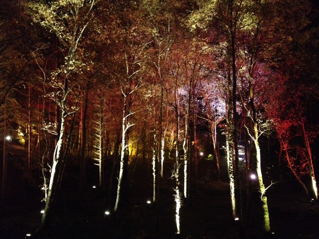 Enchanted Forest - Inspiring Outdoor Lighting Display | Allera Light