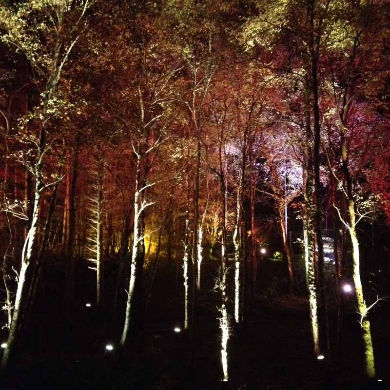 Enchanted Forest - Inspiring Outdoor Lighting Display | Allera Light