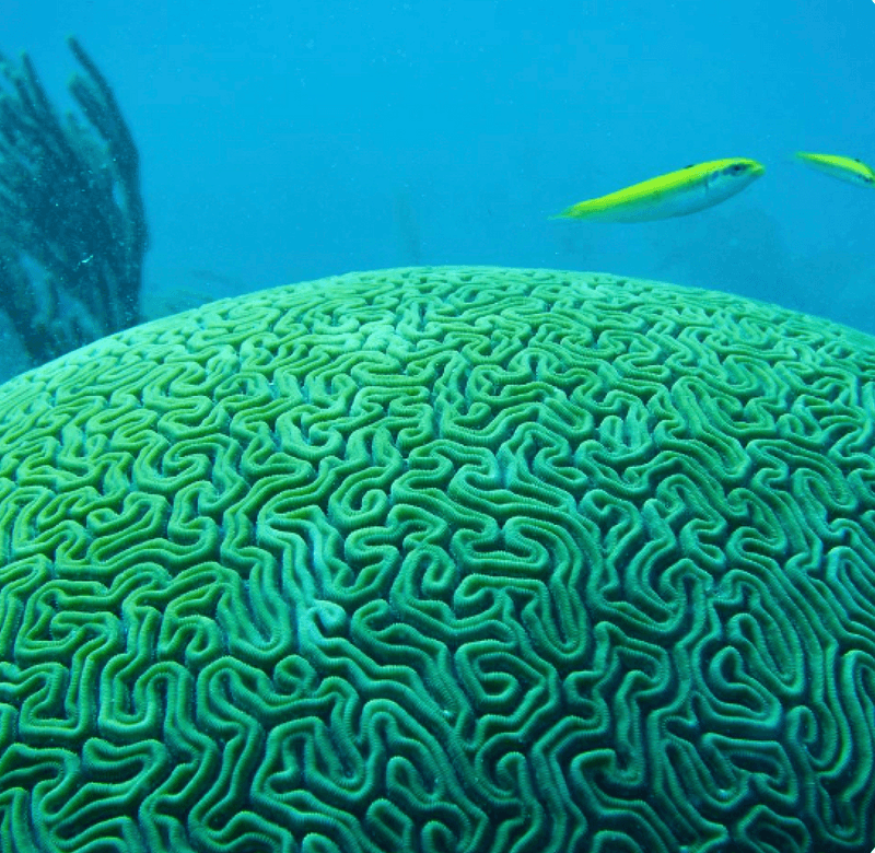 Coral Restoration Foundation - Tavernier, Florida Keys | The Coral Hub Nemo