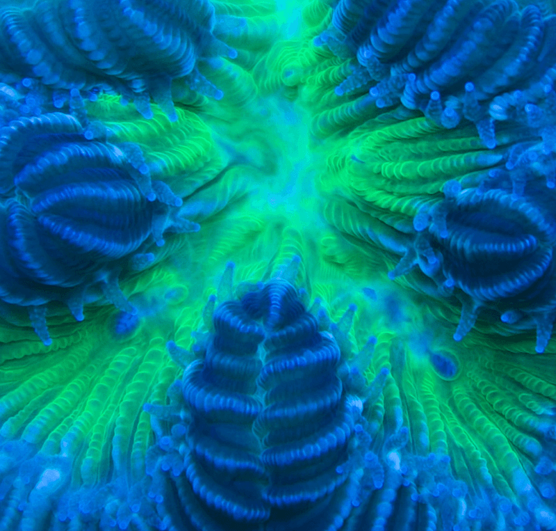 Coral Restoration Foundation - Tavernier, Florida Keys | The Coral Hub Nemo