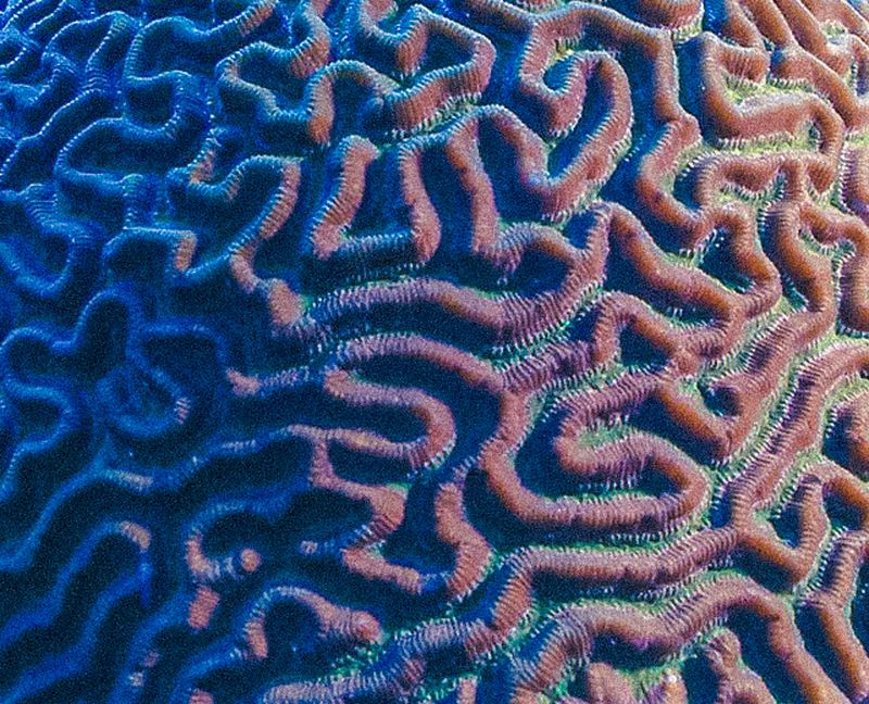 Coral Restoration Foundation - Tavernier, Florida Keys | The Coral Hub Nemo