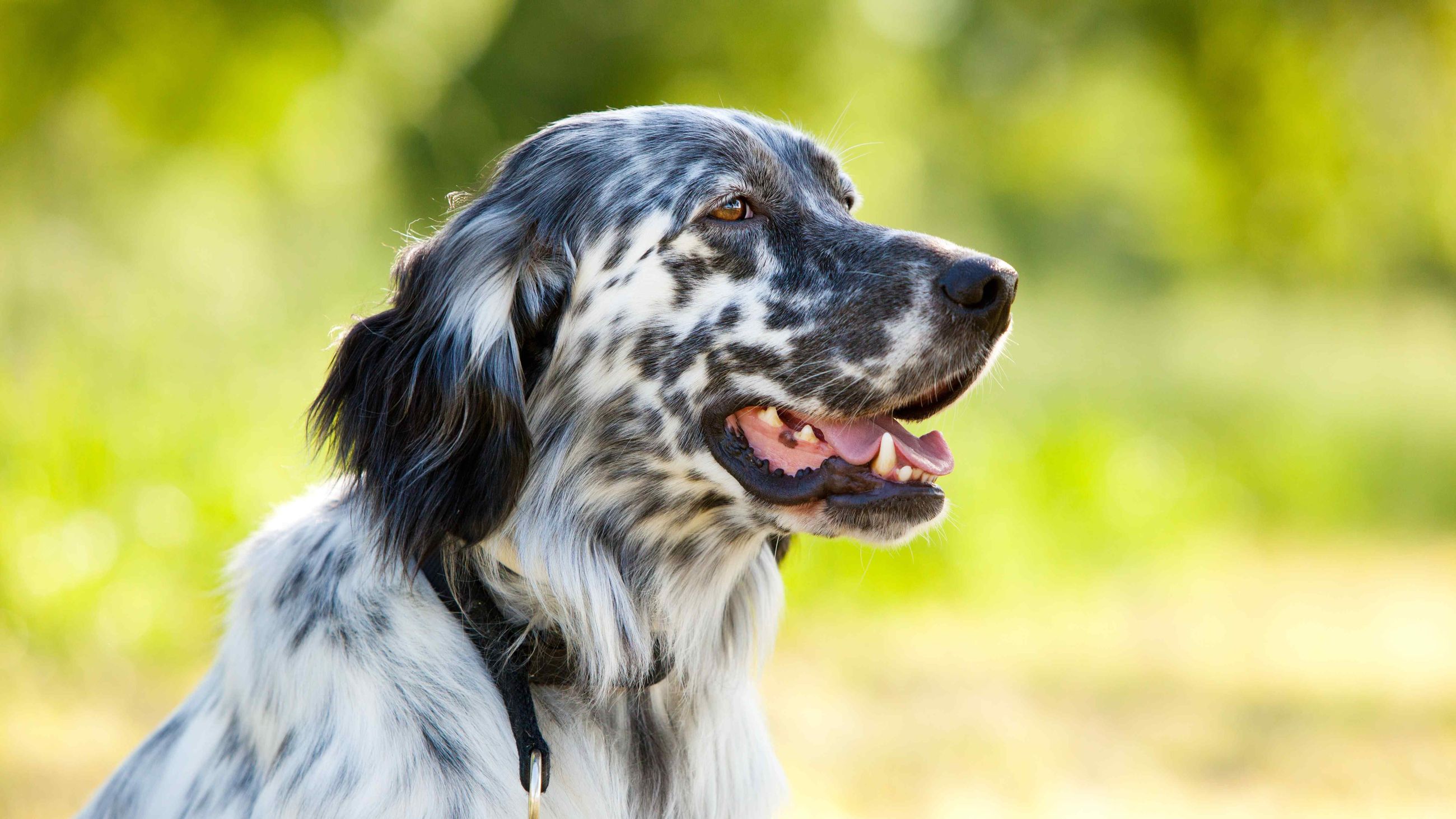 Liste de toutes les races de chien - Japhy