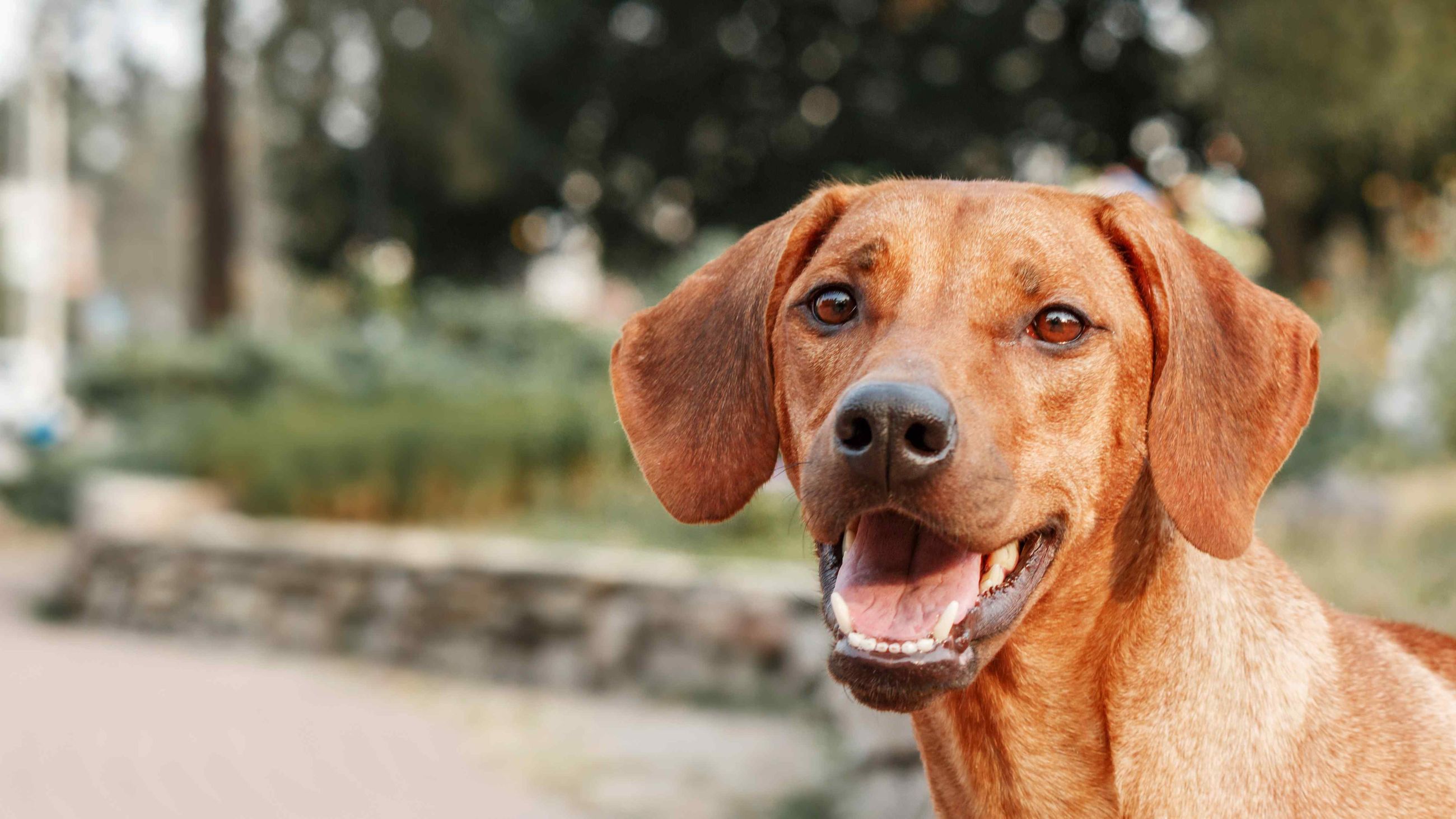 Liste de toutes les races de chien - Japhy