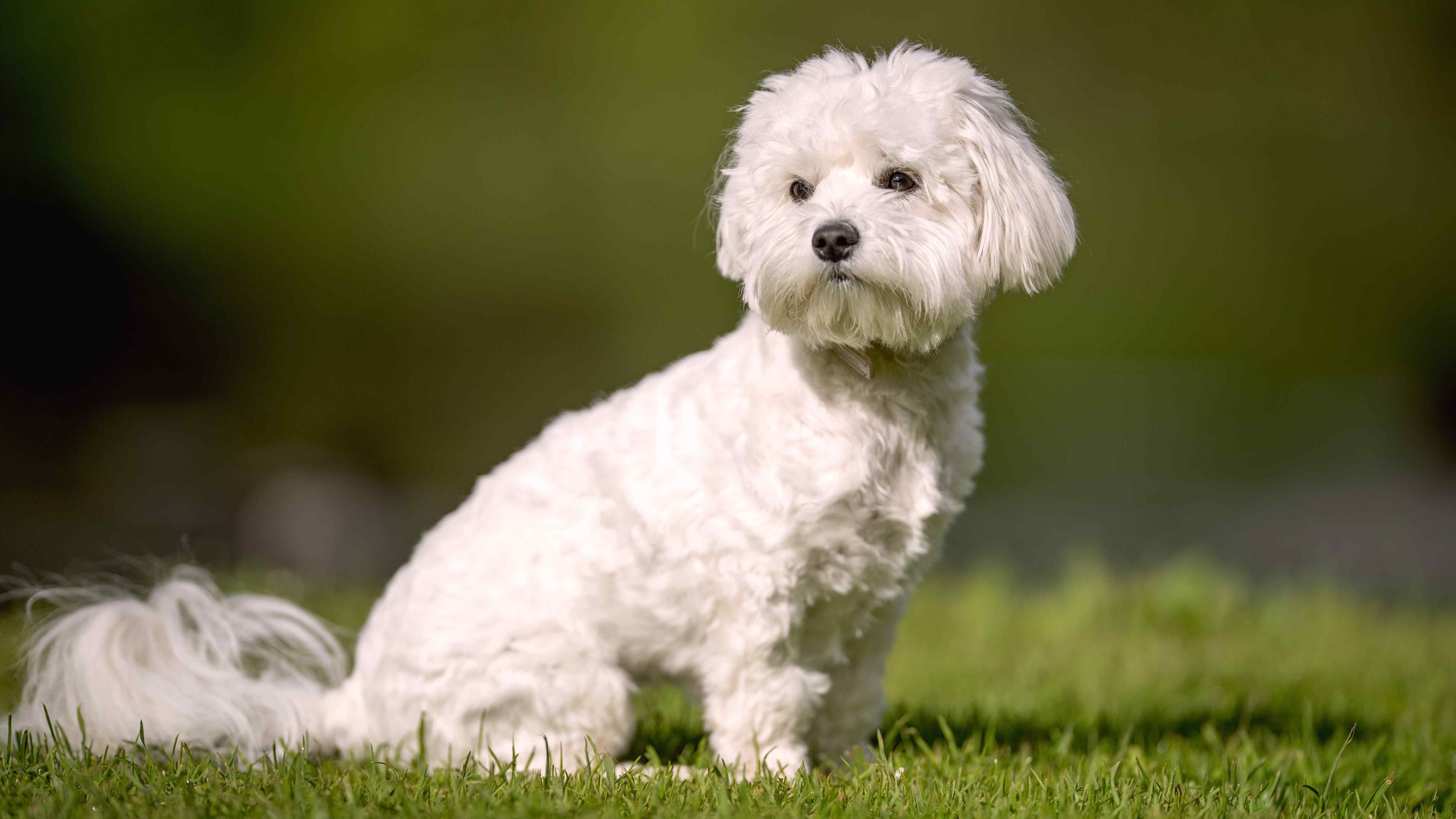 Liste de toutes les races de chien - Japhy