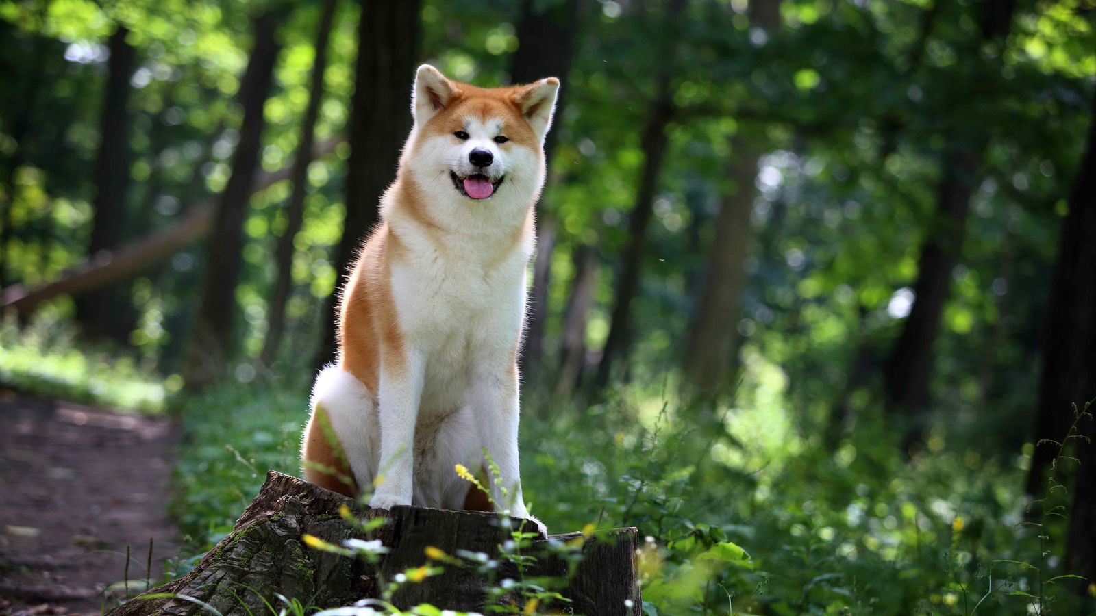 Liste de toutes les races de chien - Japhy