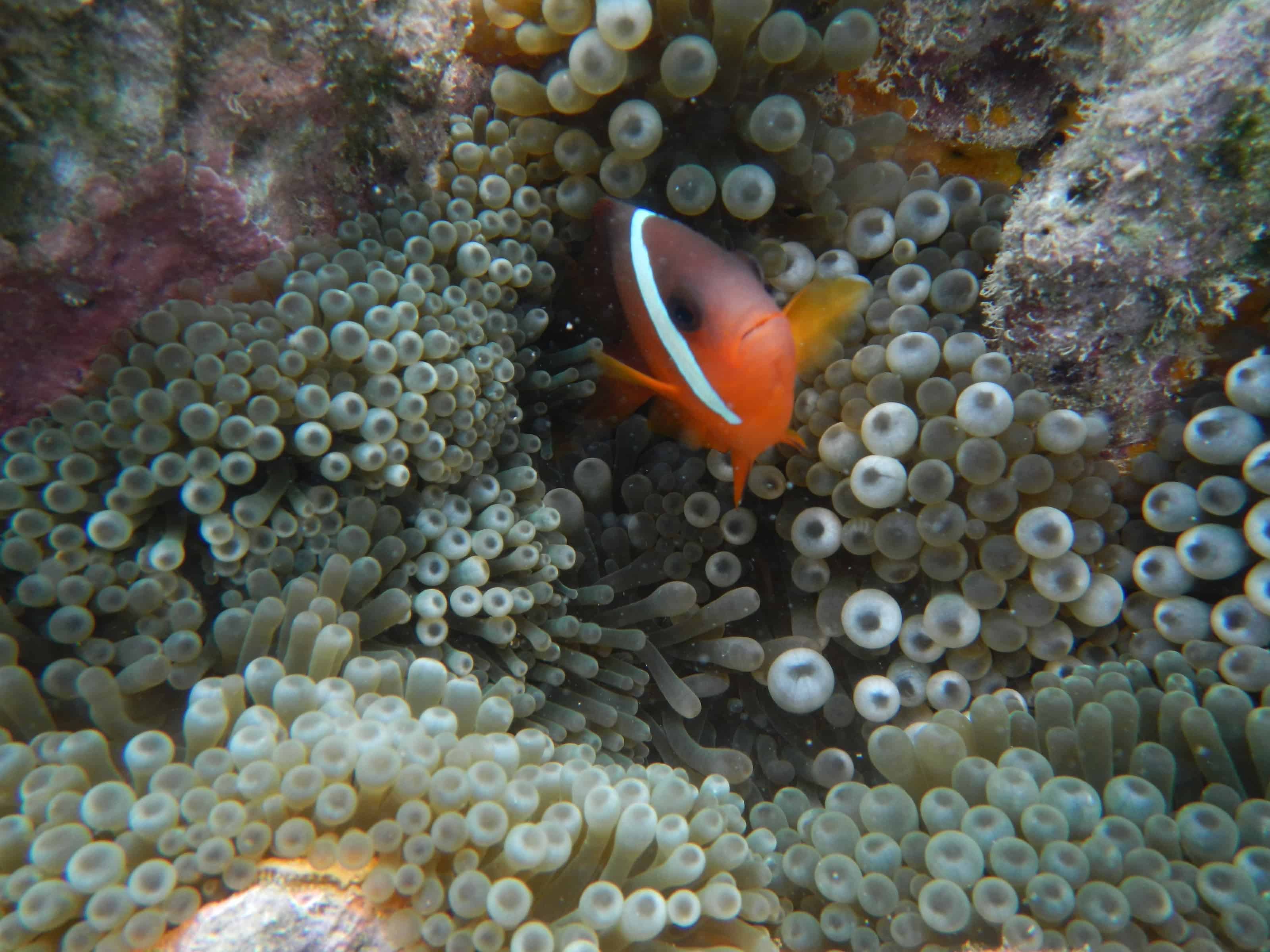 Captain Cook Cruises Fiji: Book Fiji Cruises & Holiday Packages