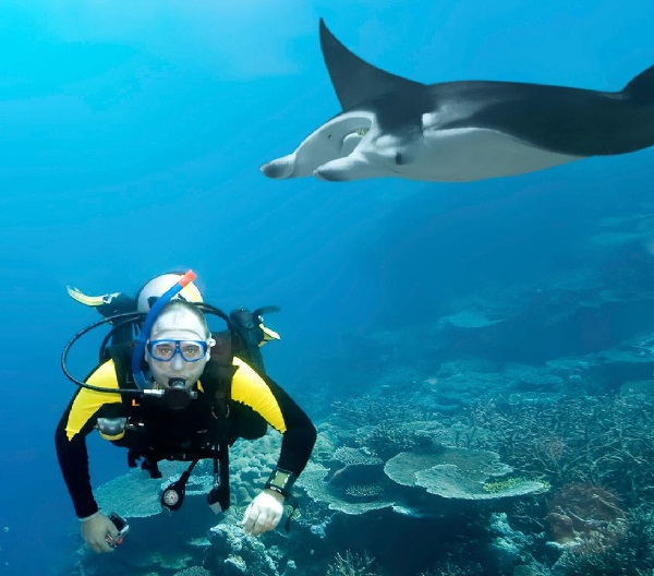Swimming With Manta Rays In Fiji