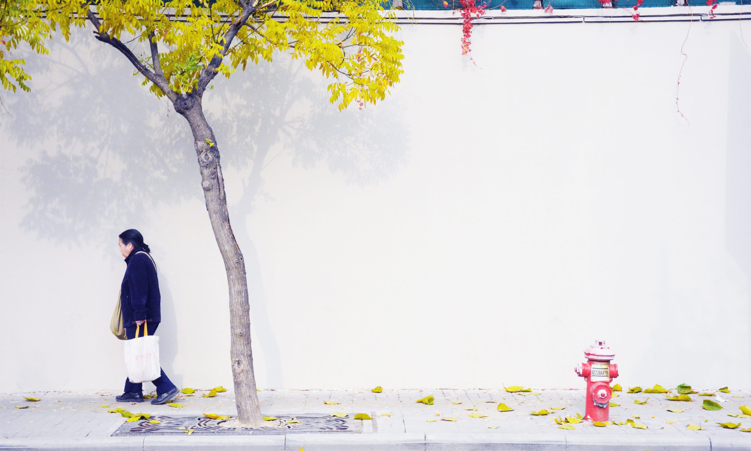 Best Trees To Plant Near Sewer Pipes | Hero Plumbing