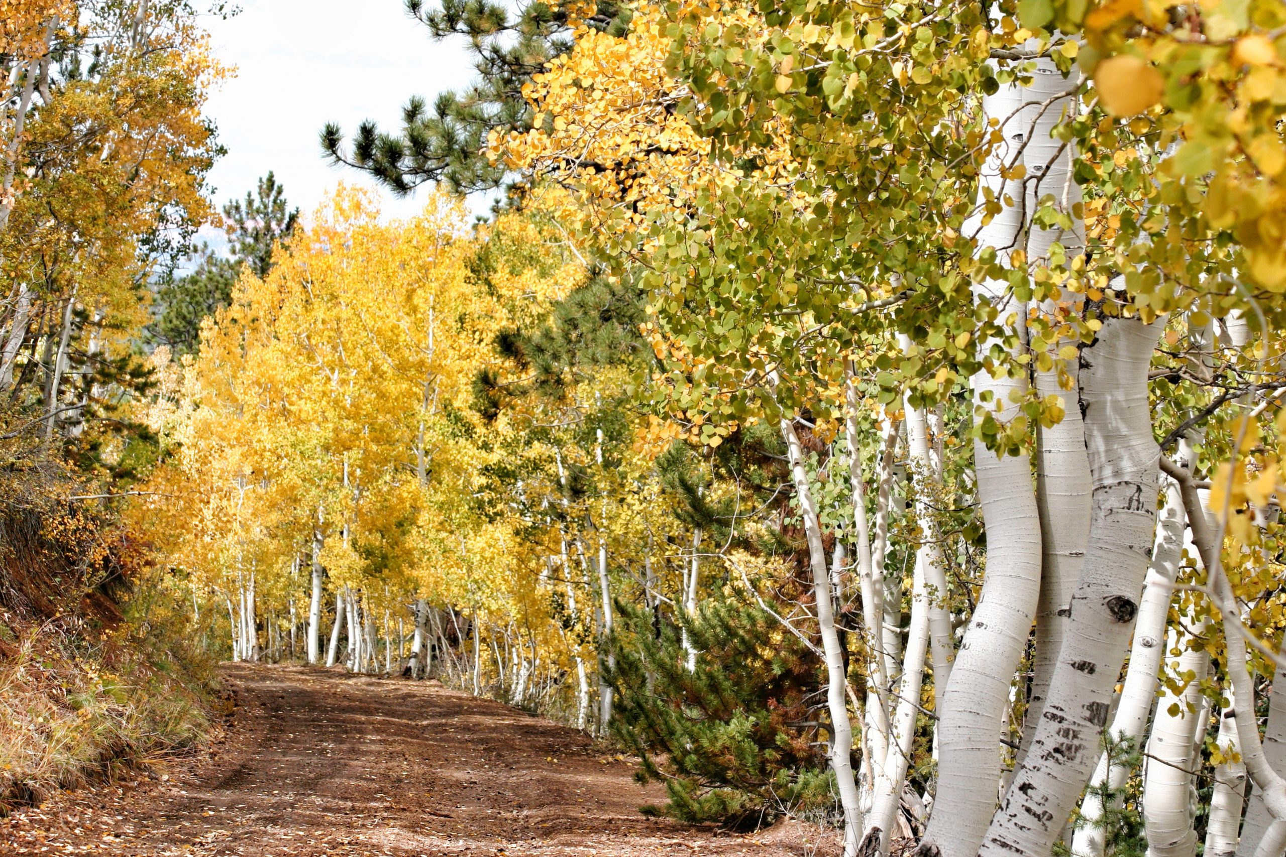 Best Trees To Plant Near Sewer Pipes | Hero Plumbing