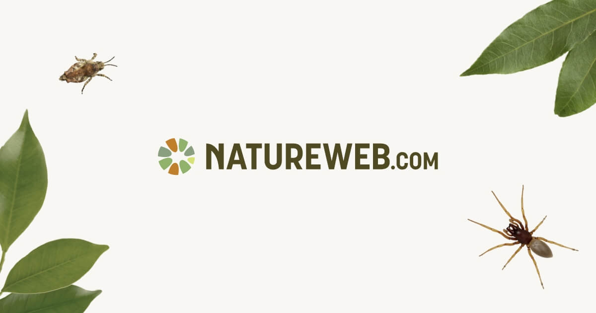 Araignées du Québec | Insectes du Québec | Biodiversité