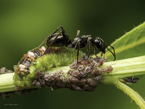 Larves de Syrphidae et camouflage chimique par phéromones. | NatureWeb.com