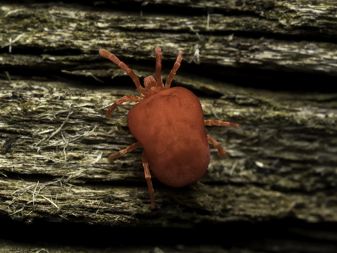 Acariens | NatureWeb.com