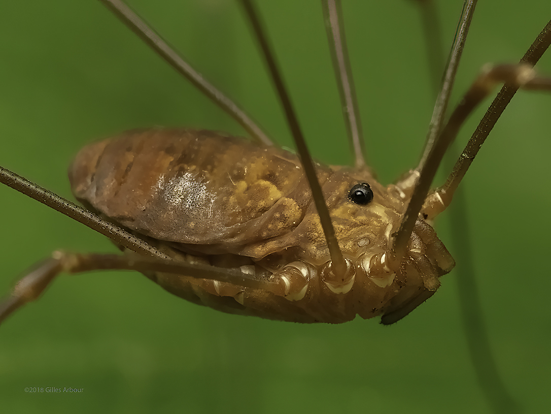 Opilions | NatureWeb.com