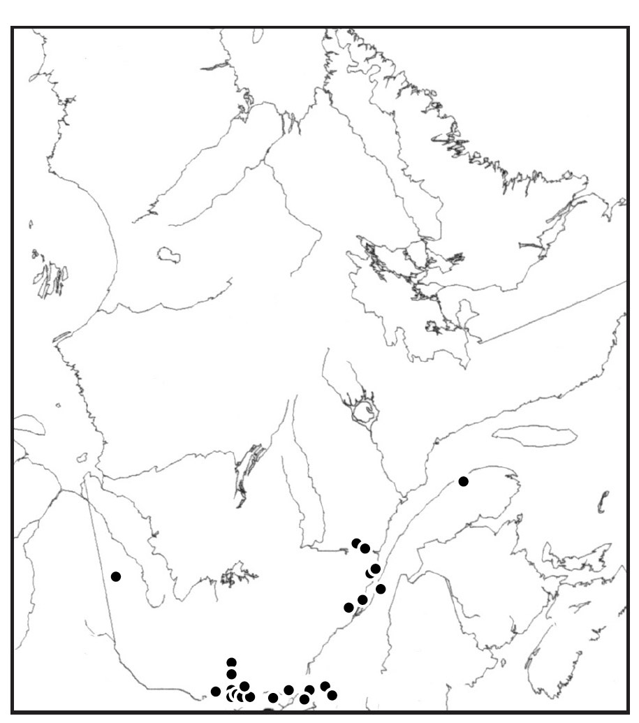 Troglobie, troglophile ou trogloxène? Meta ovalis (Gertsch 1933 ...