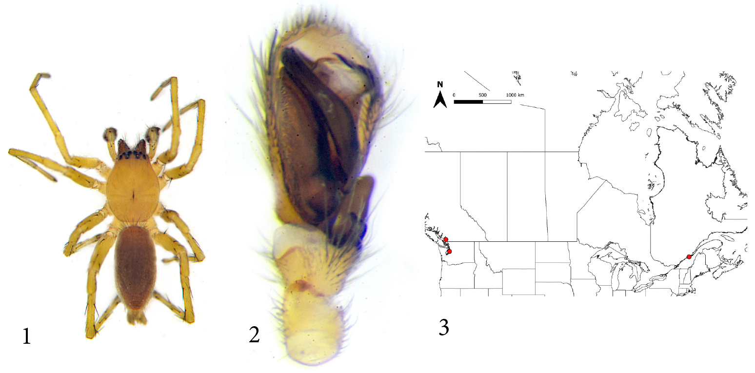 Premières mentions de Clubiona lutescens Westring 1851 et Clubiona ...